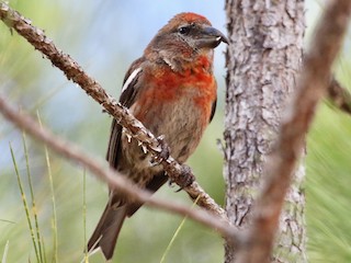 Hispaniolan Crossbill - eBird