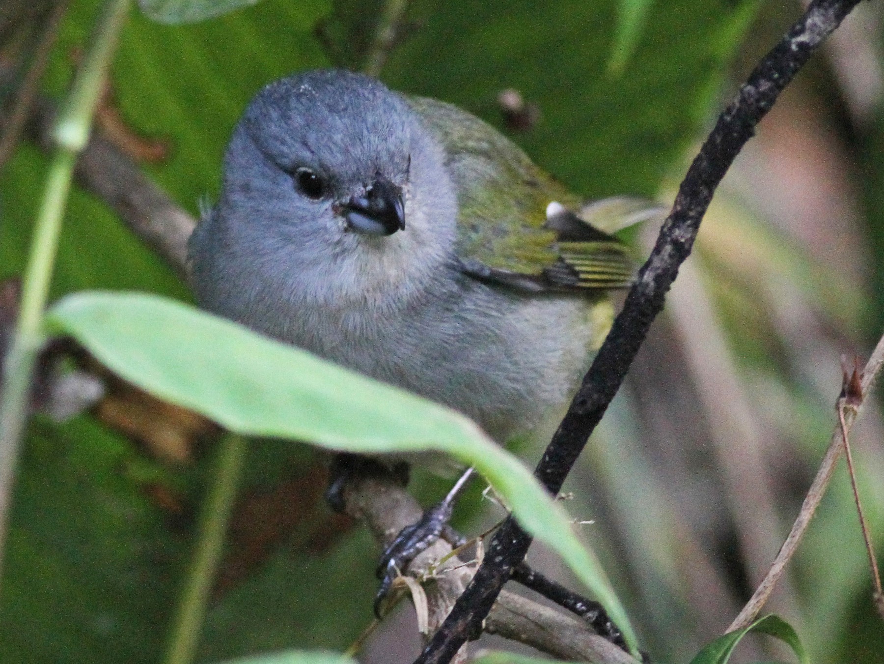 Jamaican Euphonia - eBird