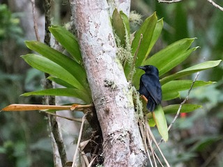 Jamaican Blackbird - eBird