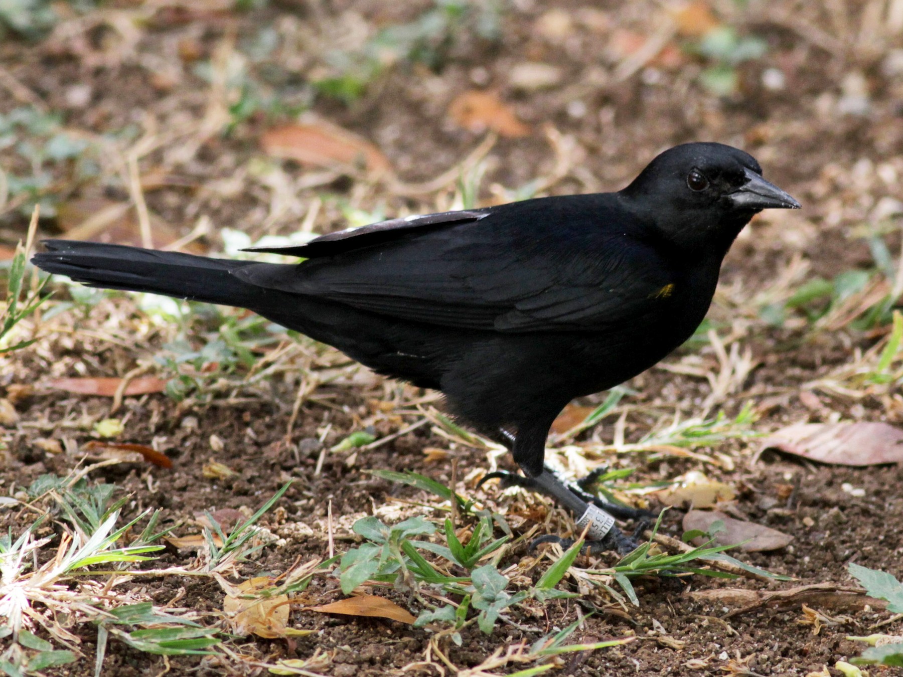 Yellow-shouldered Blackbird - eBird