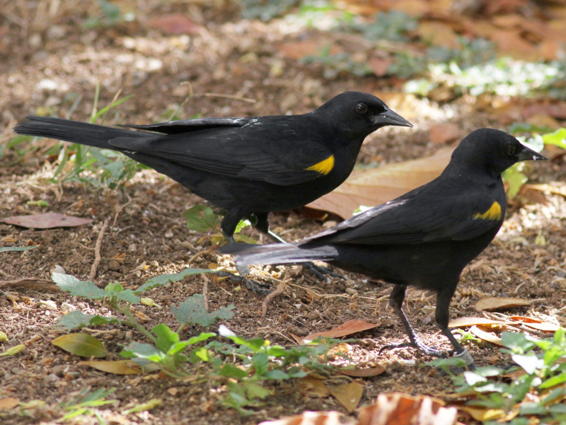 Yellow-shouldered Blackbird - eBird