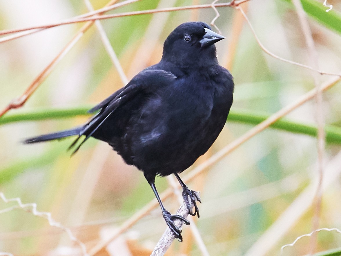 Red-shouldered Blackbird - eBird