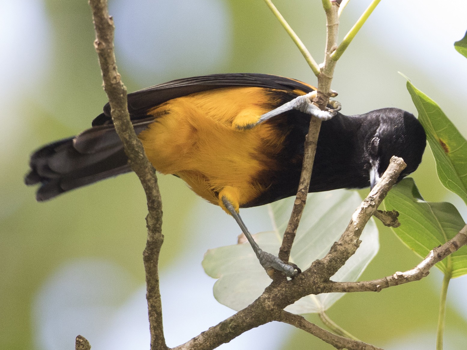 St. Lucia Oriole - eBird