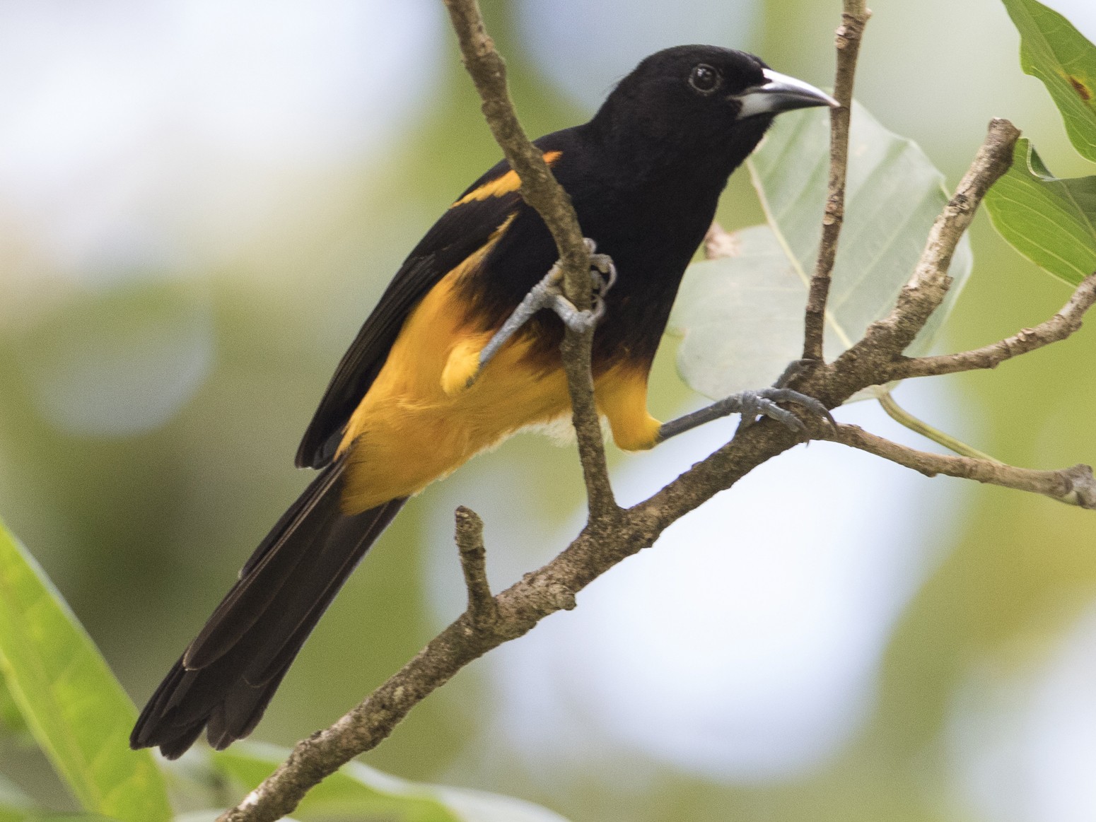 Turpial de Santa Lucía - eBird