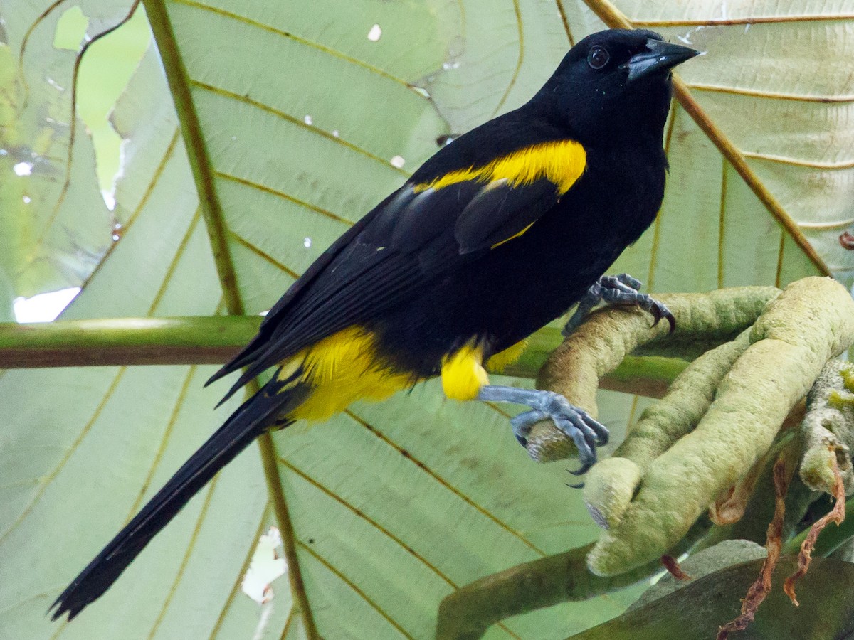 Puerto Rican Oriole - Icterus portoricensis - Birds of the World