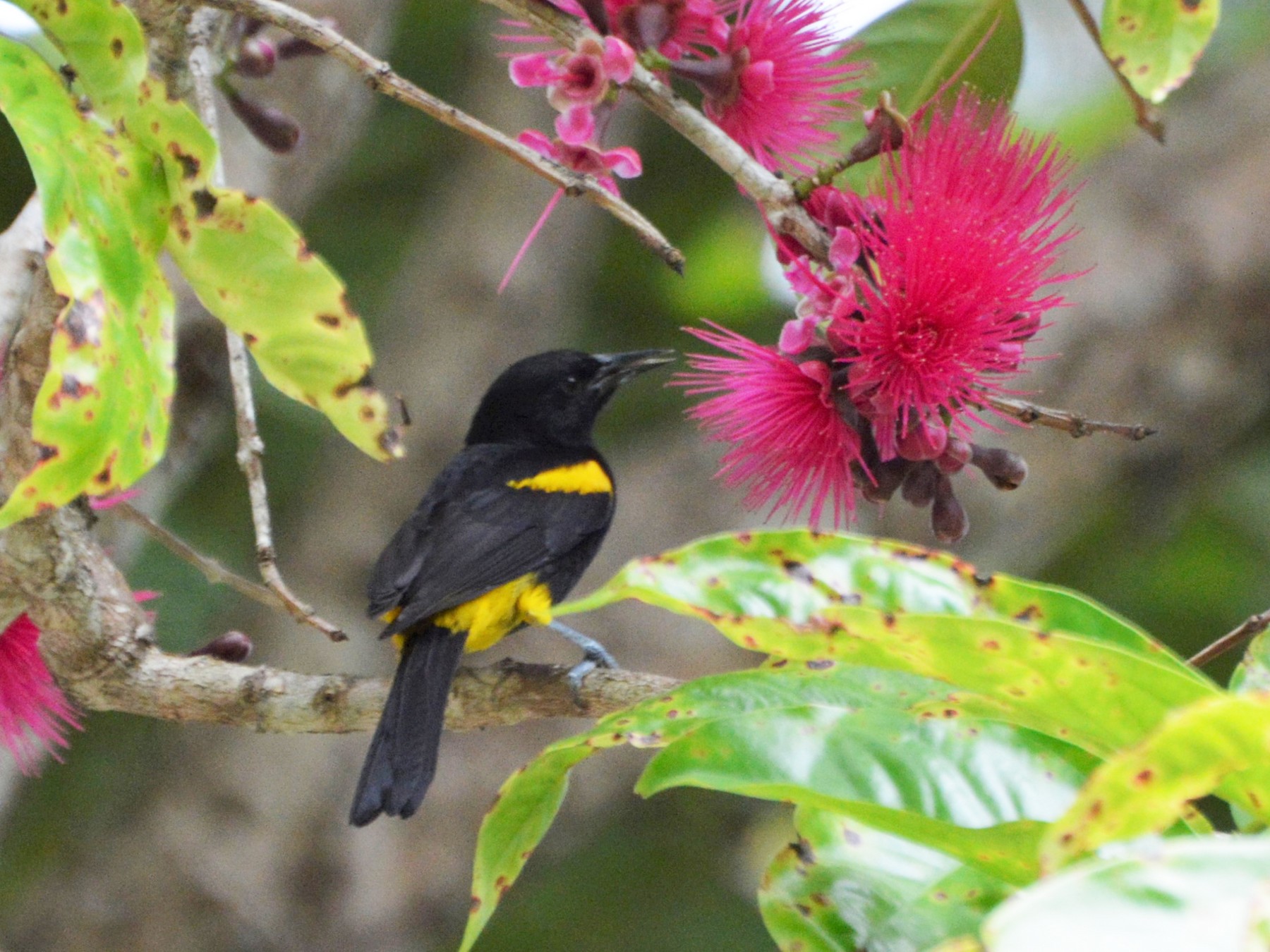 Puerto Rican Oriole - eBird