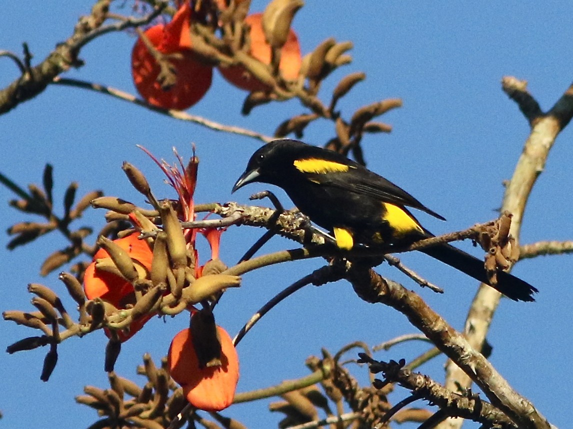 Turpial cubano - eBird