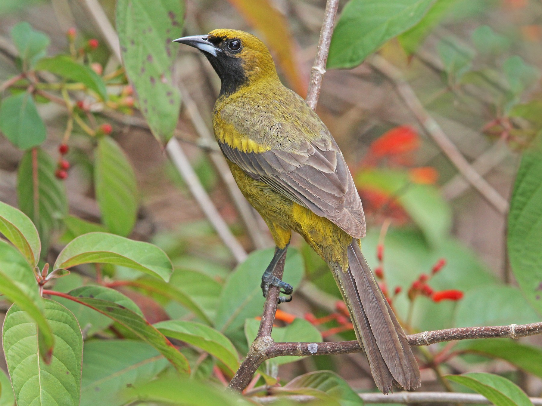 Turpial cubano - eBird