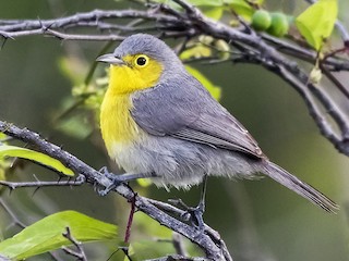 Oriente Warbler - eBird