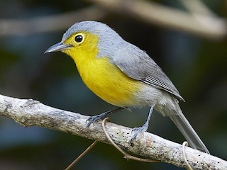 Oriente Warbler - eBird