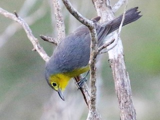 Oriente Warbler - eBird