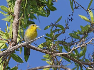 Oriente Warbler - eBird