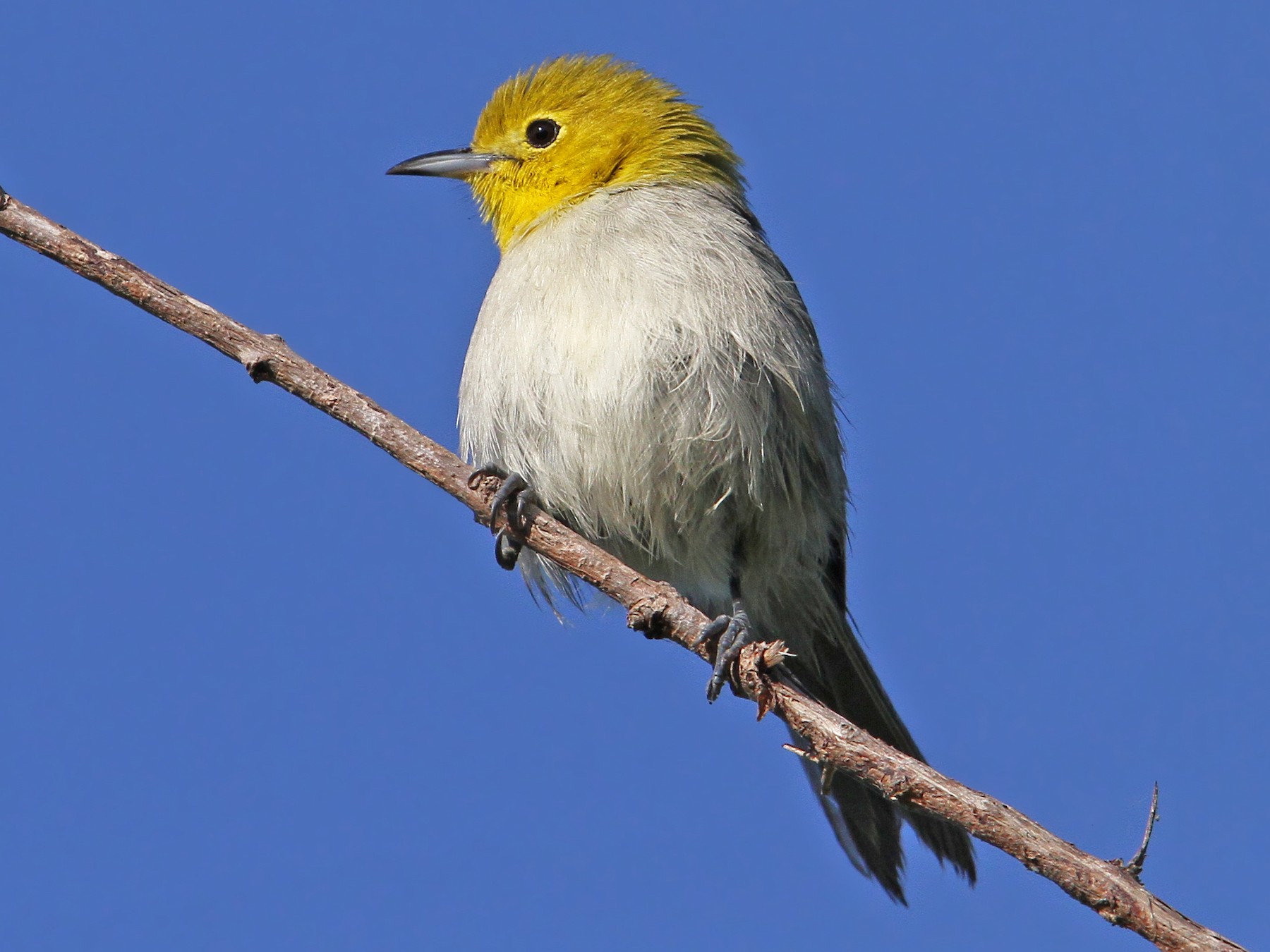 Yellow-headed Warbler - eBird