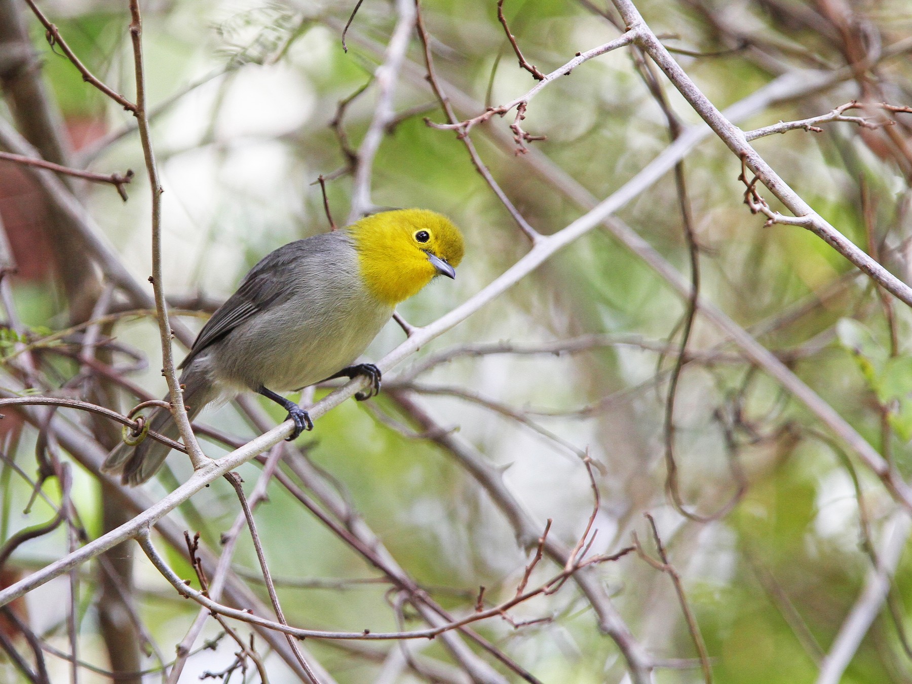 Yellow-headed Warbler - eBird