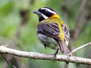 Puerto Rican Spindalis - eBird