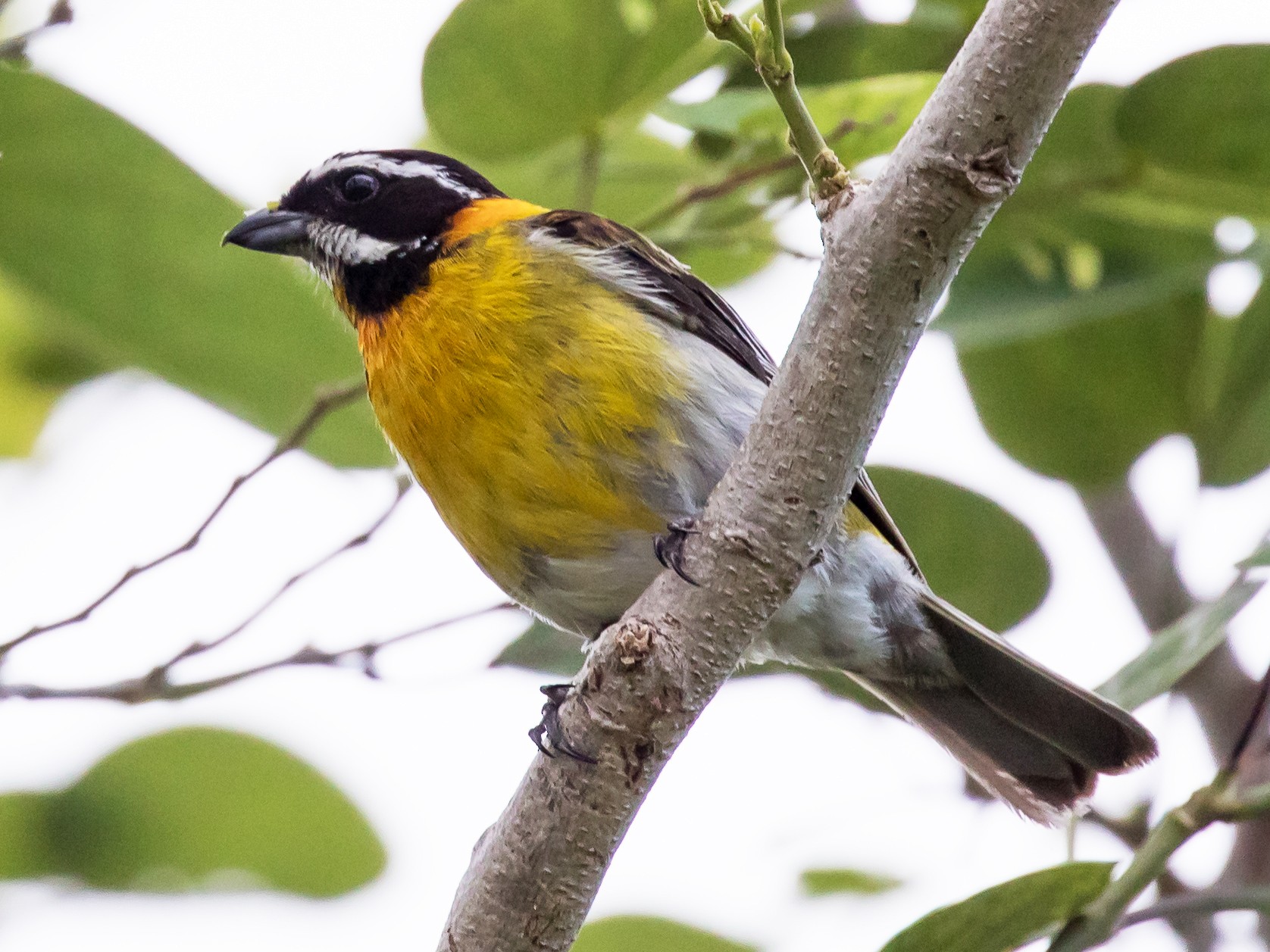 Puerto Rican Spindalis - eBird