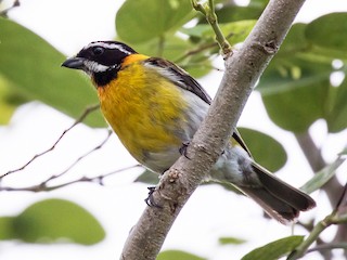 Puerto Rican Spindalis - eBird