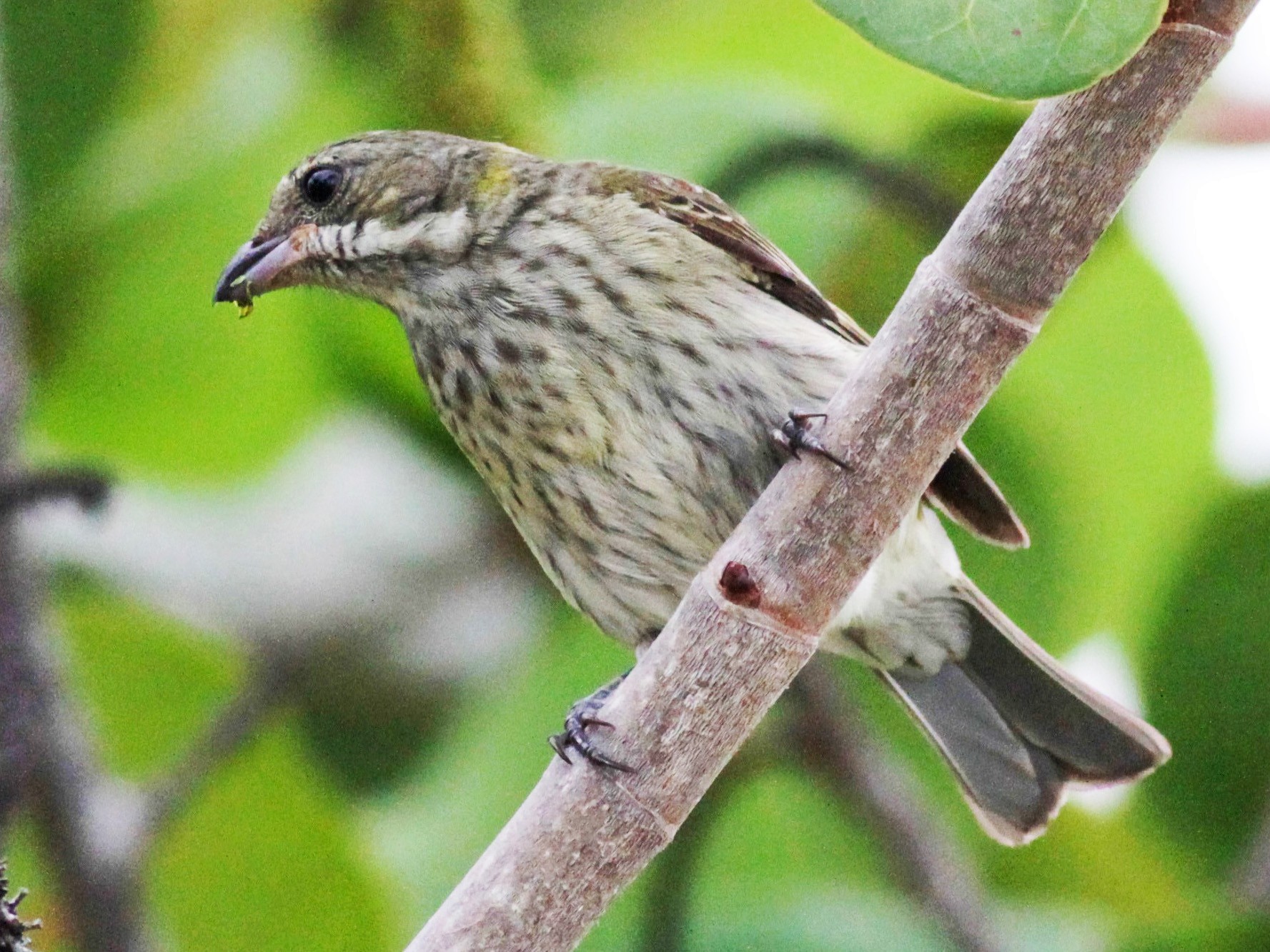 Puerto Rican Spindalis - eBird