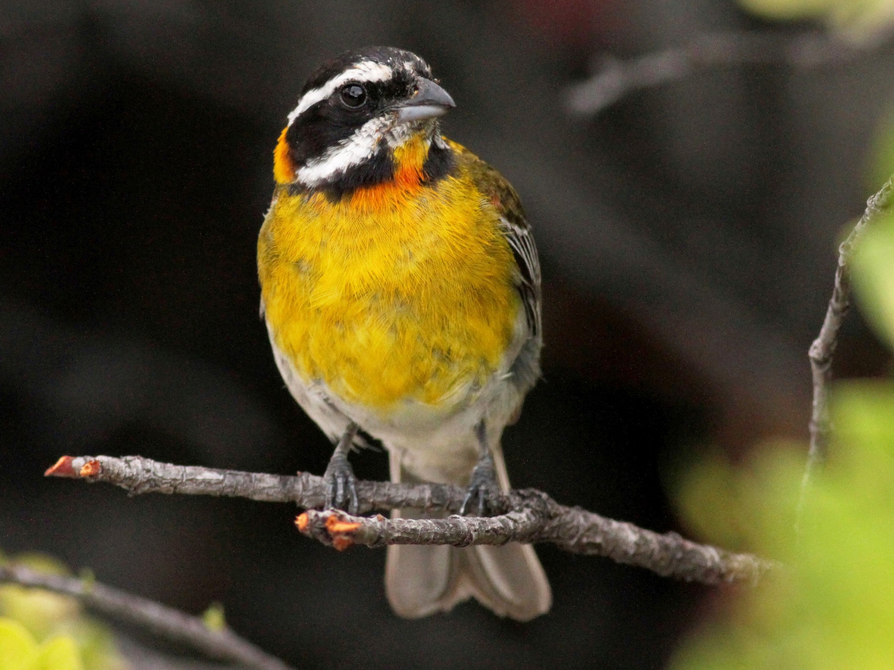 Puerto Rican Spindalis - eBird