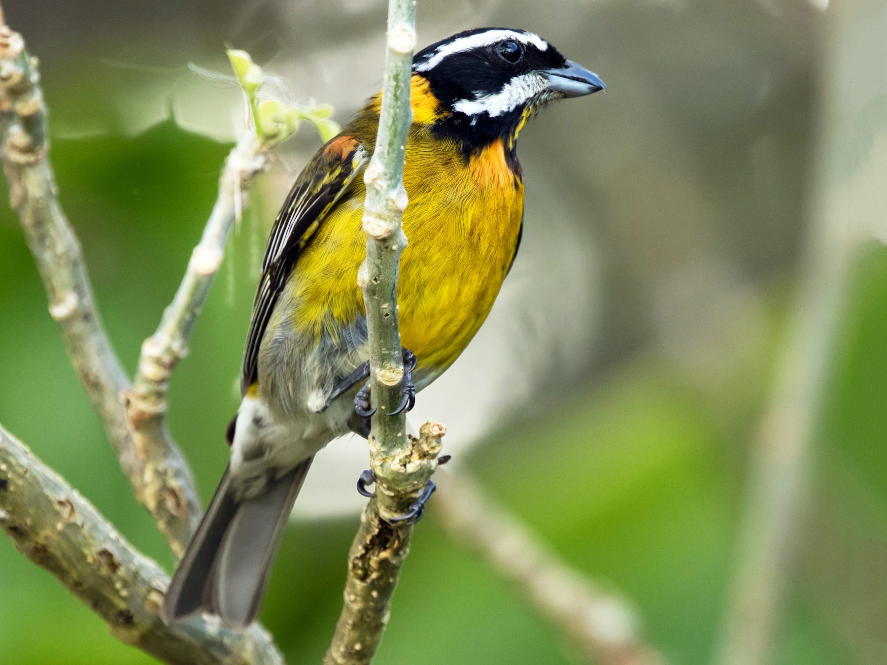 Puerto Rican Spindalis - eBird