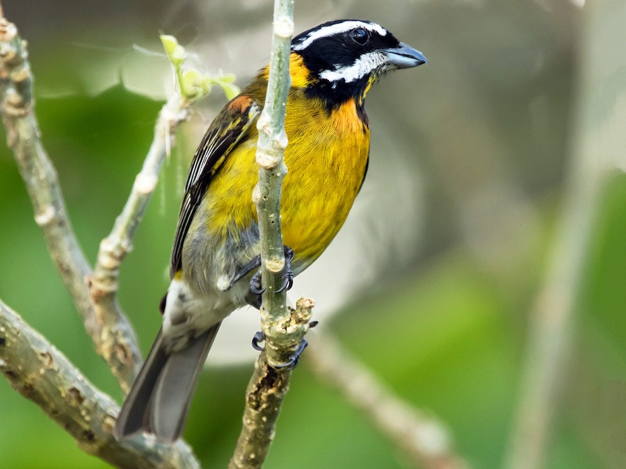 Puerto Rican Spindalis - eBird