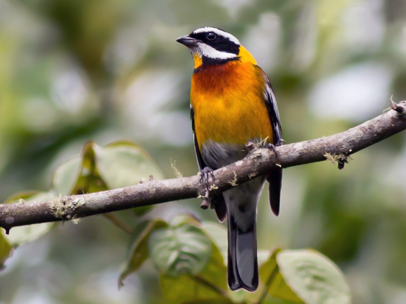 Hispaniolan Spindalis - eBird