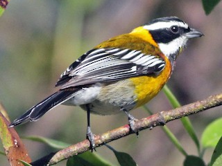 Hispaniolan Spindalis - eBird