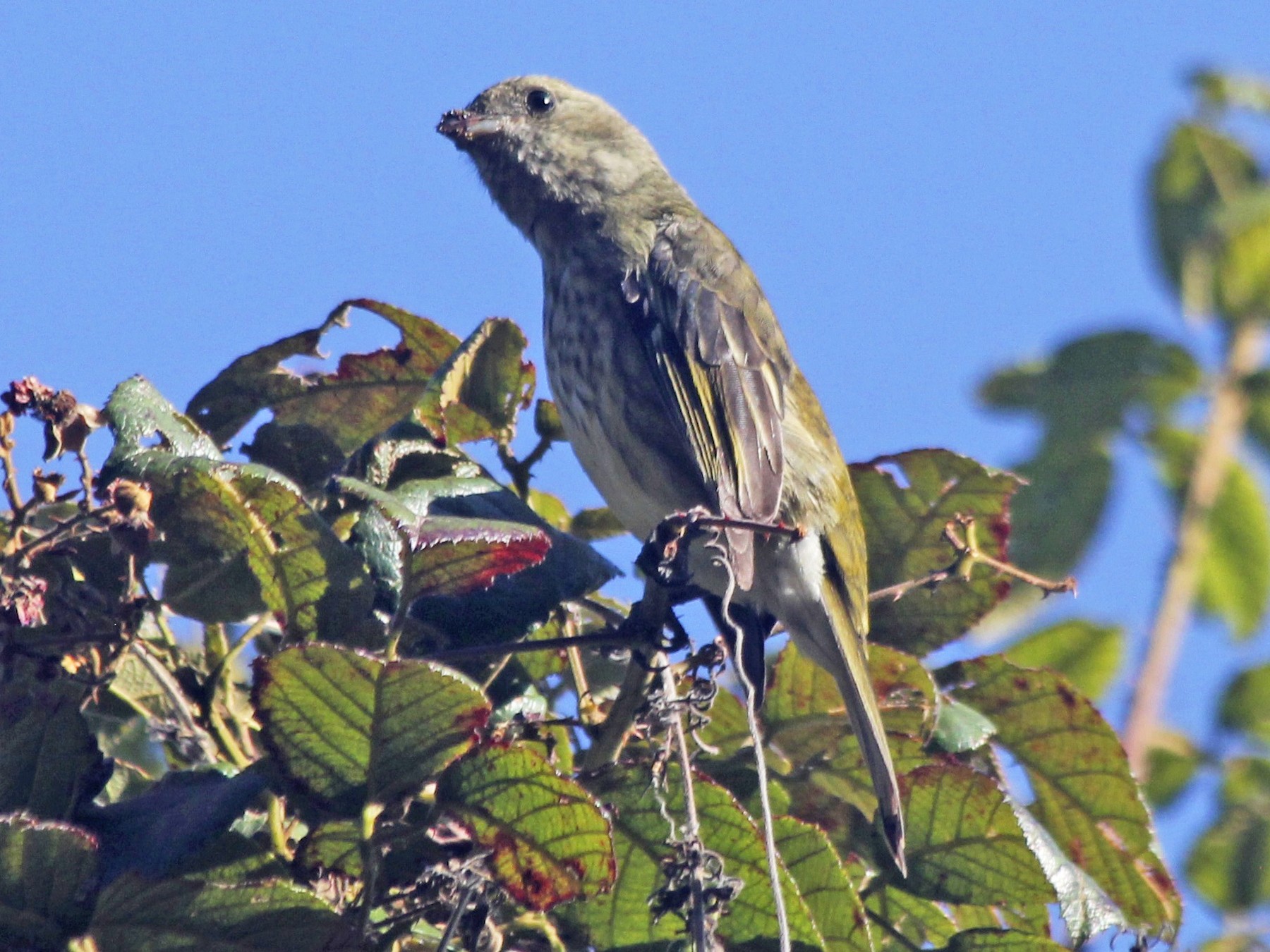 Cigua de la Española - eBird