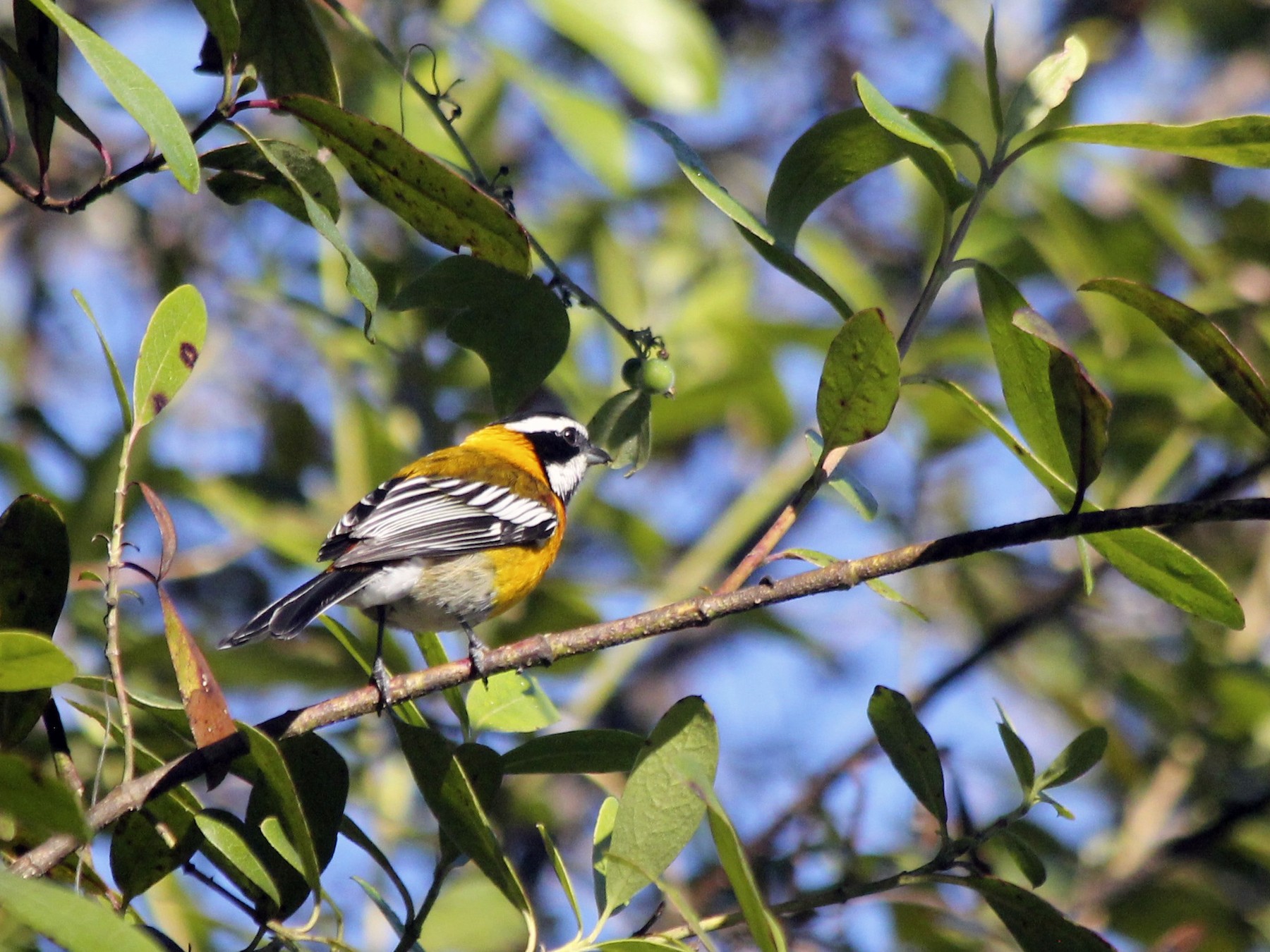 Hispaniolan Spindalis - eBird