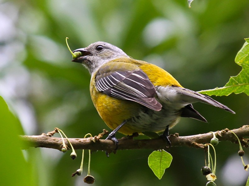Zéna de Jamaïque - eBird