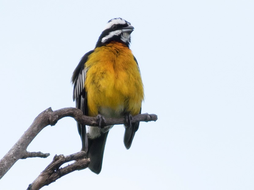 Jamaican Spindalis - eBird