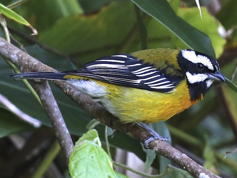 Jamaican Spindalis - Spindalis nigricephala - Birds of the World