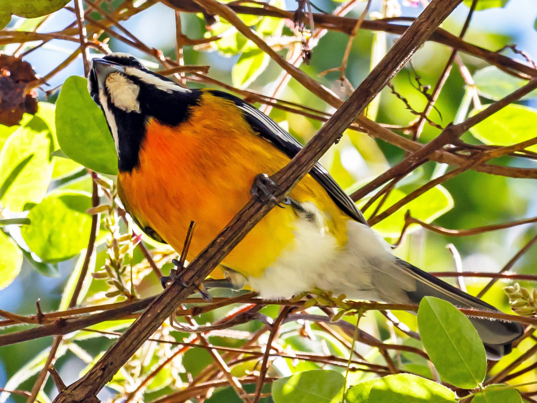 Jamaican Spindalis - eBird