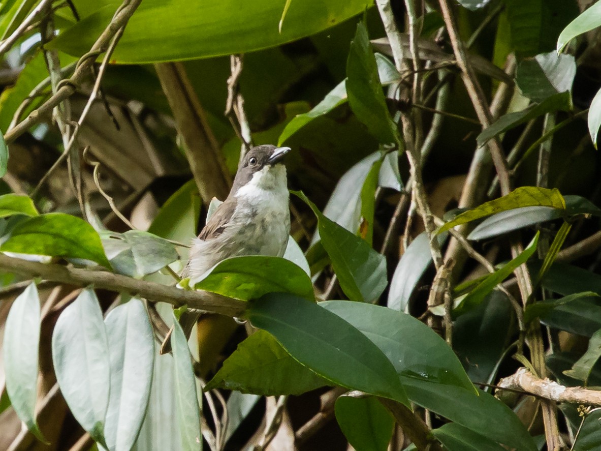 Puerto Rican Tanager - eBird