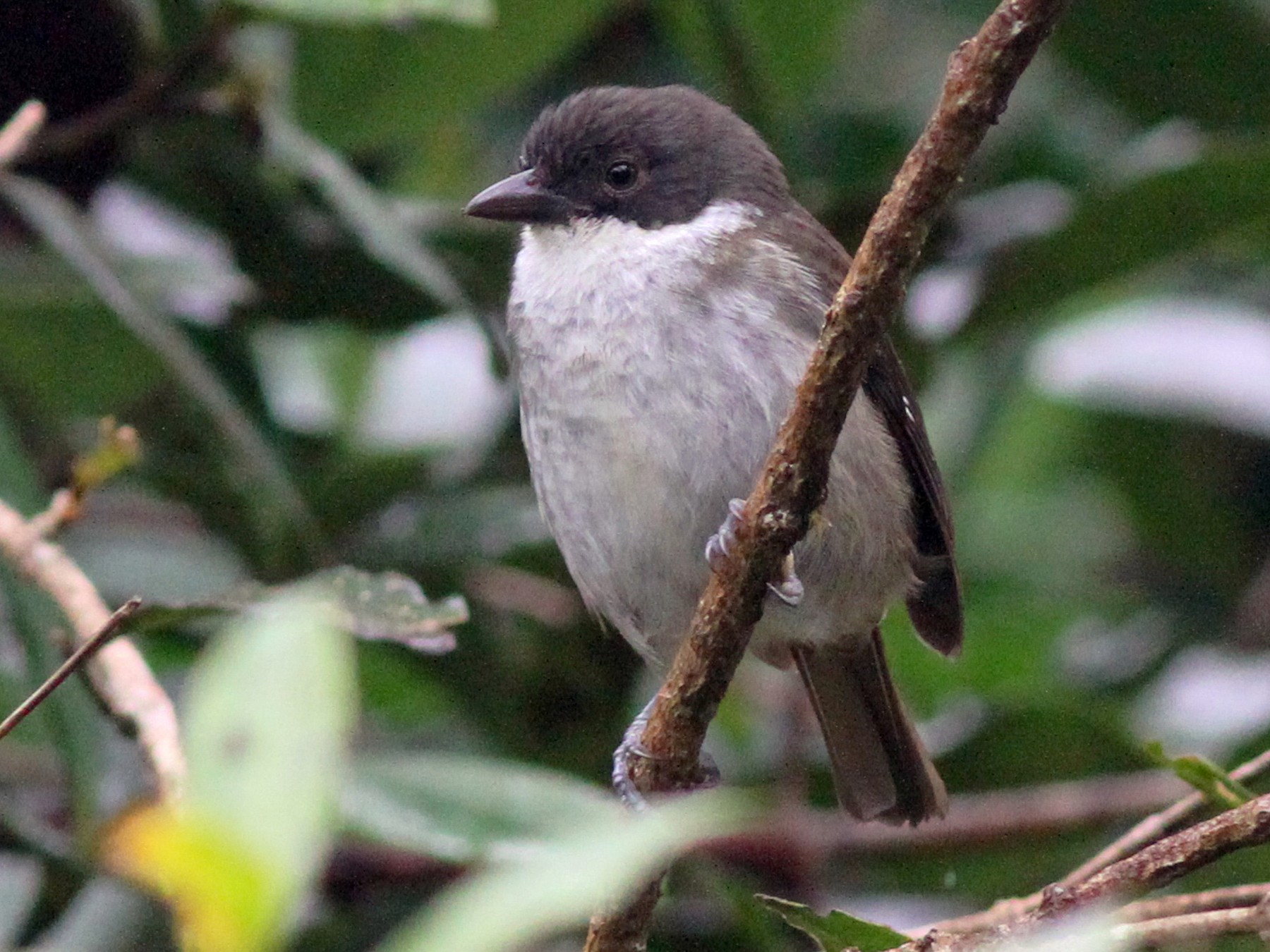 Puerto Rican Tanager - eBird