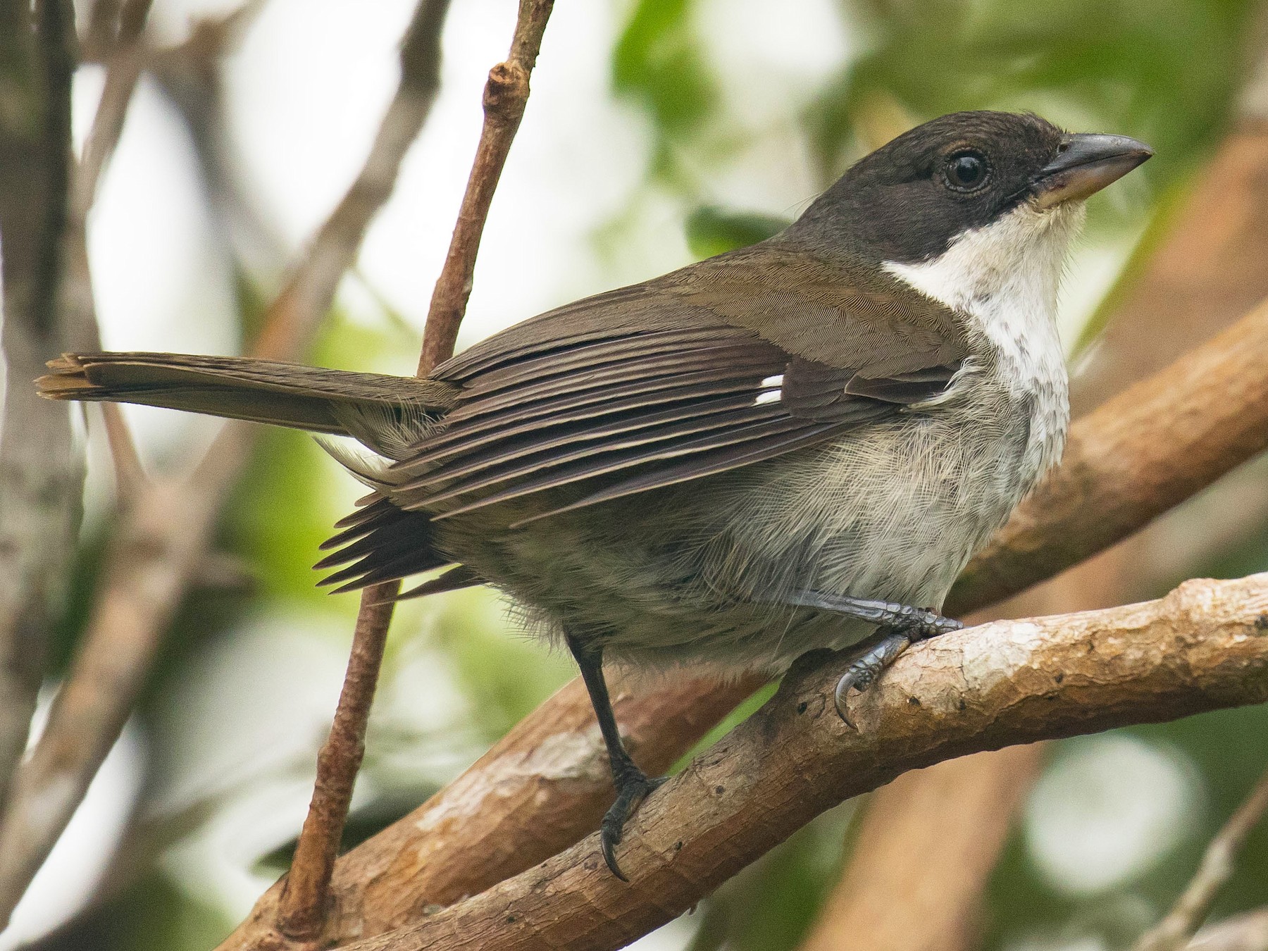 Puerto Rican Tanager - eBird