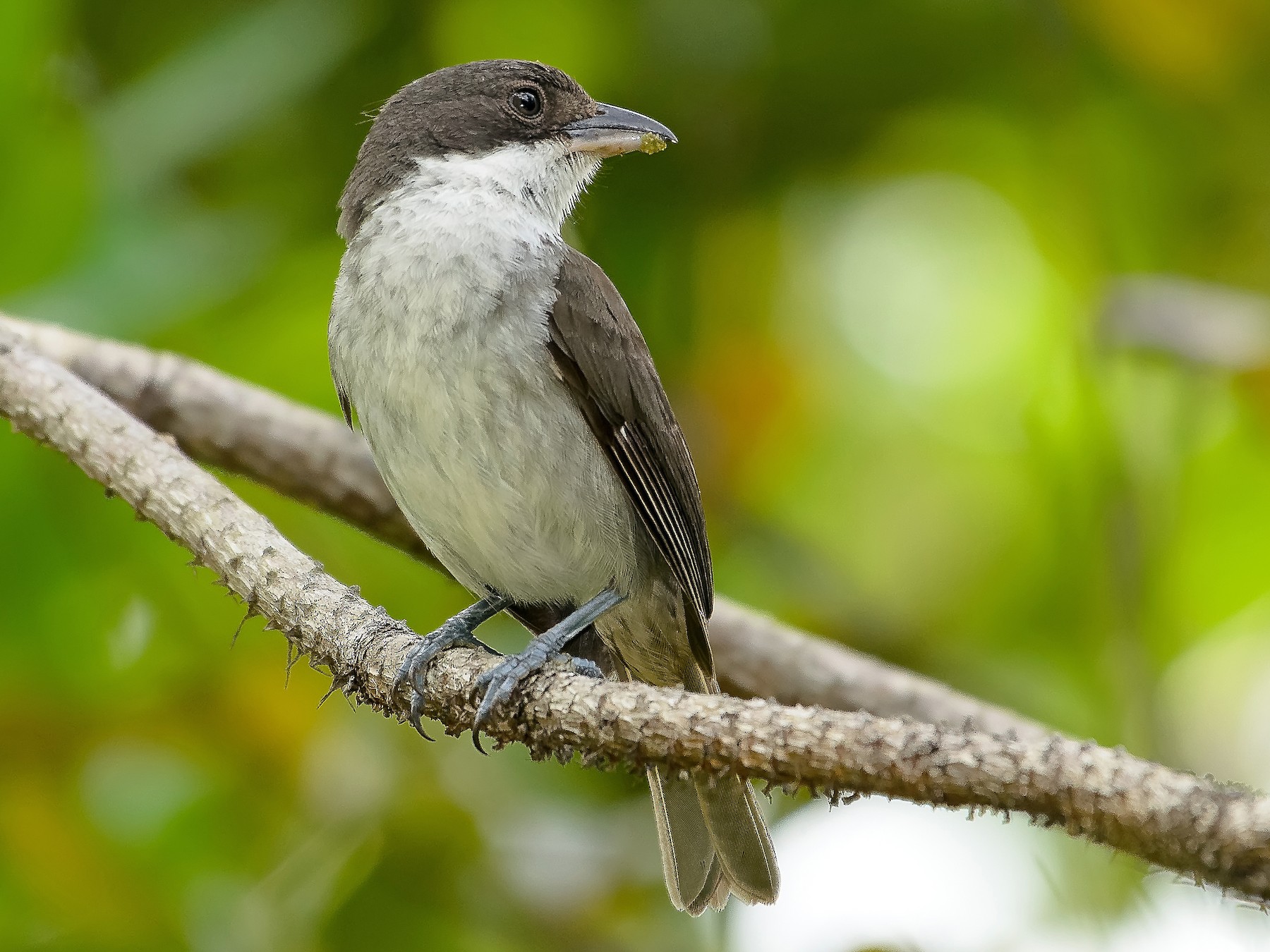 Puerto Rican Tanager - eBird