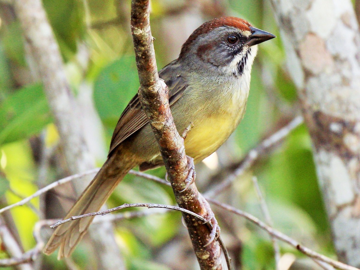 Zapata Sparrow - Torreornis inexpectata - Birds of the World