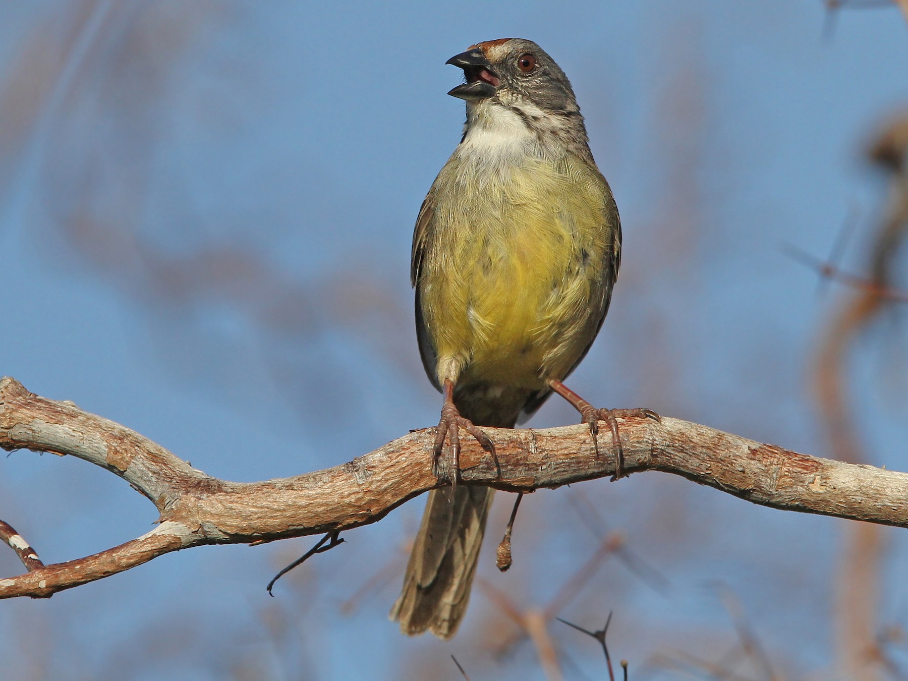 Zapata Sparrow - eBird