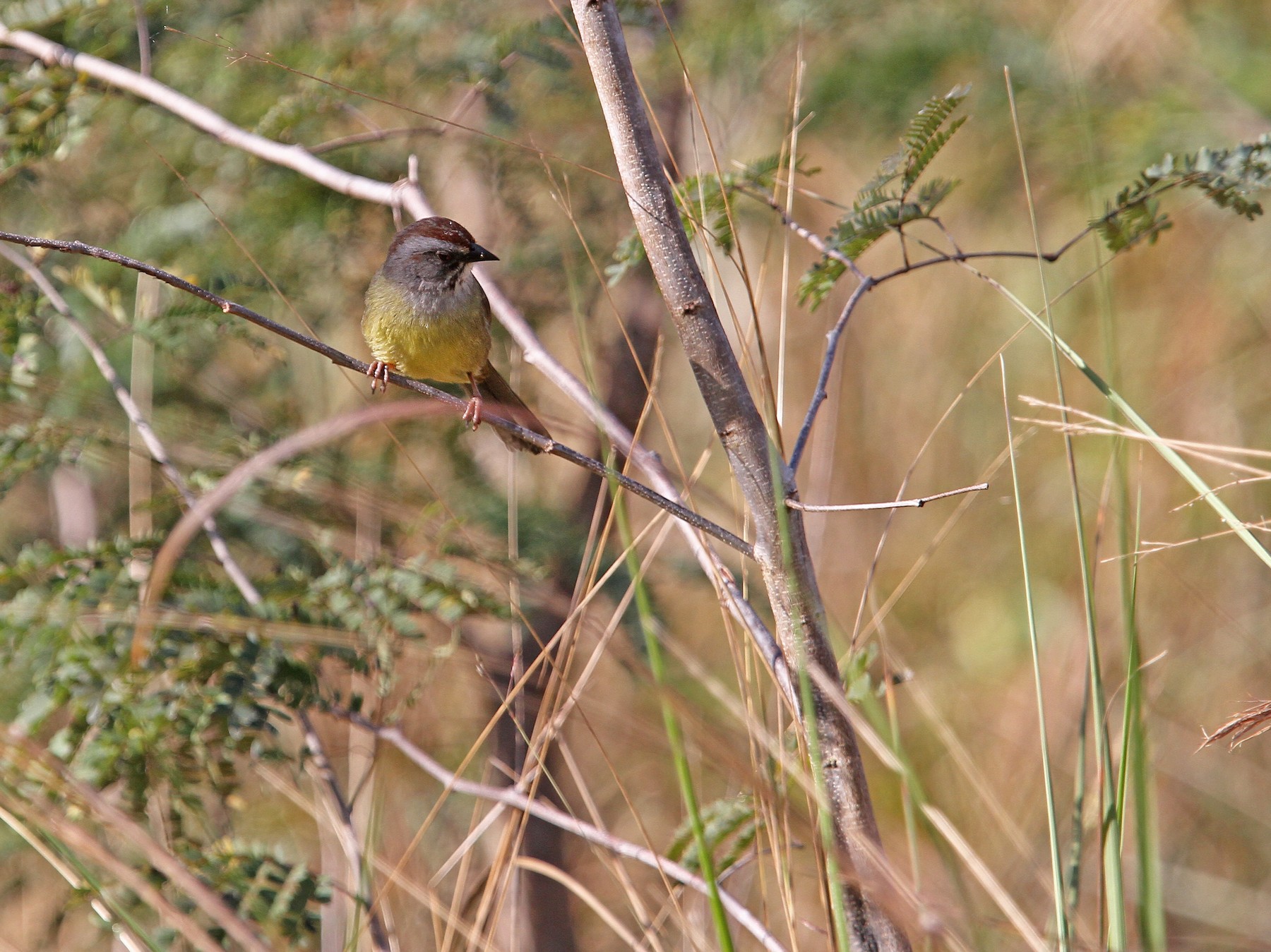 Zapata Sparrow - eBird