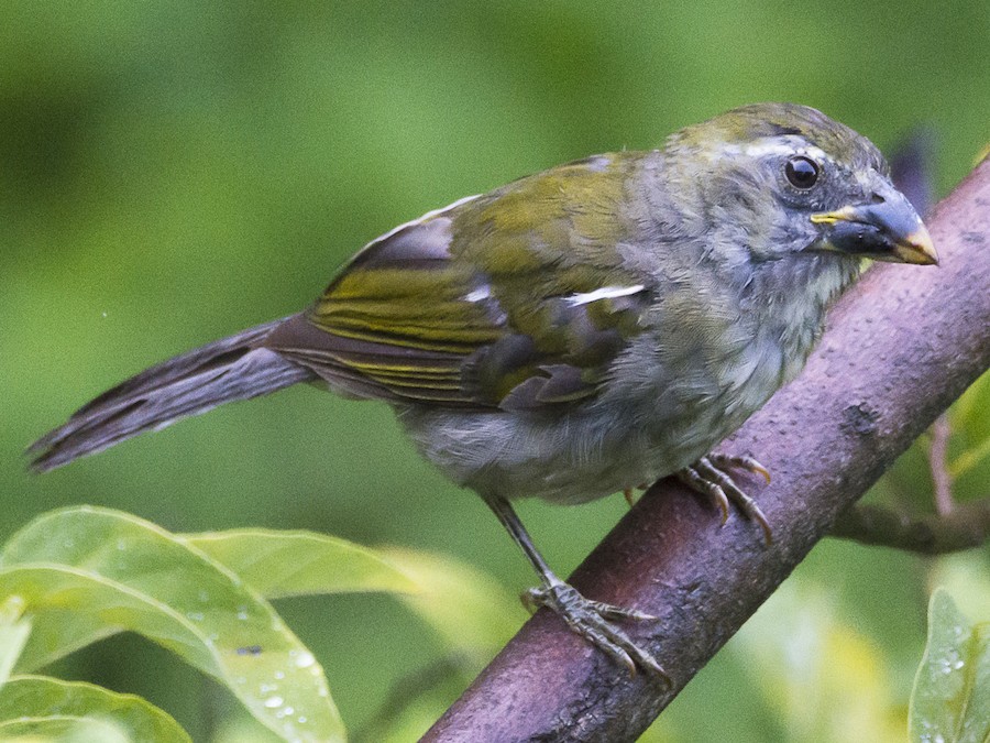 Lesser Antillean Saltator - eBird