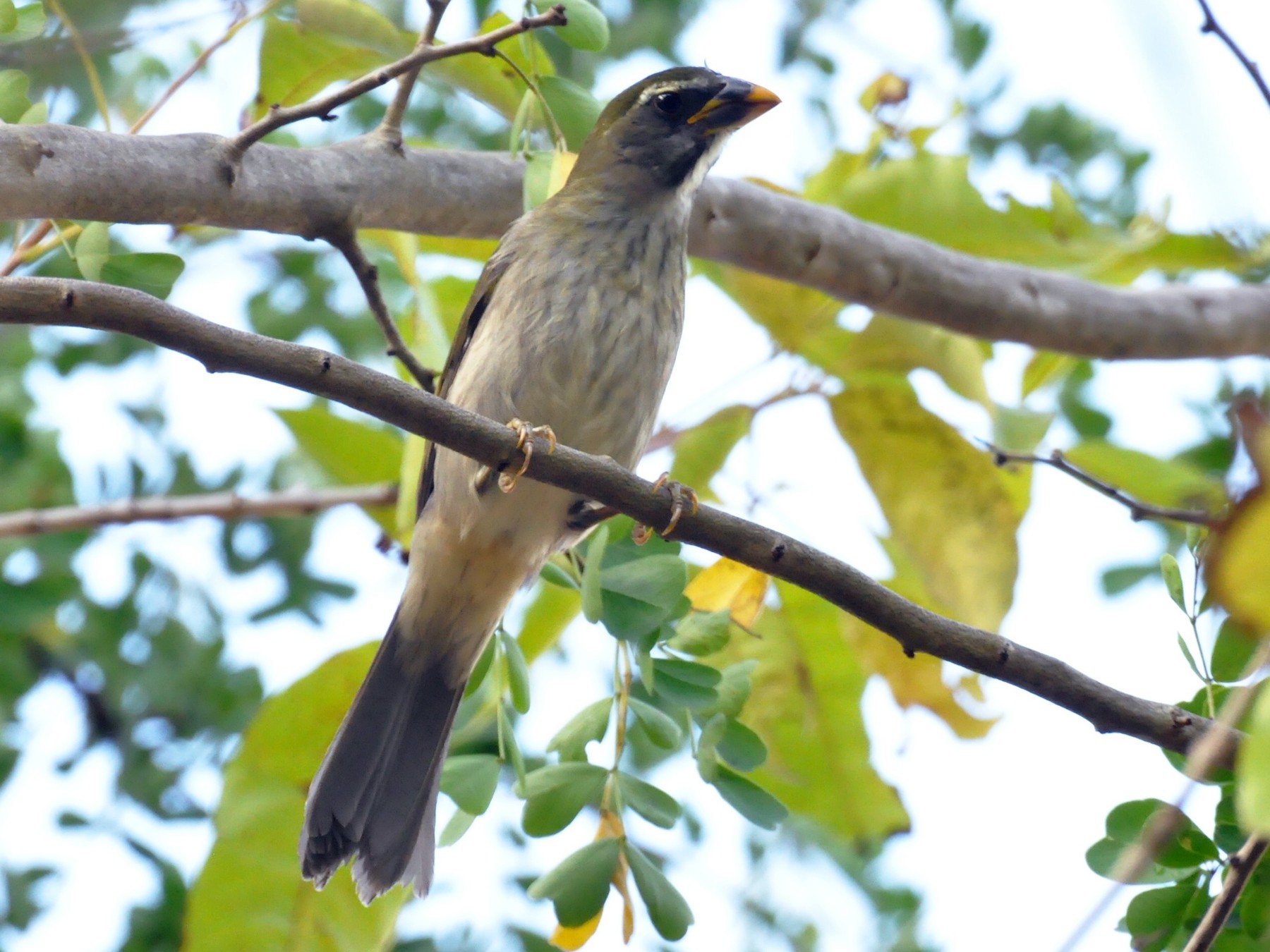 Lesser Antillean Saltator - eBird