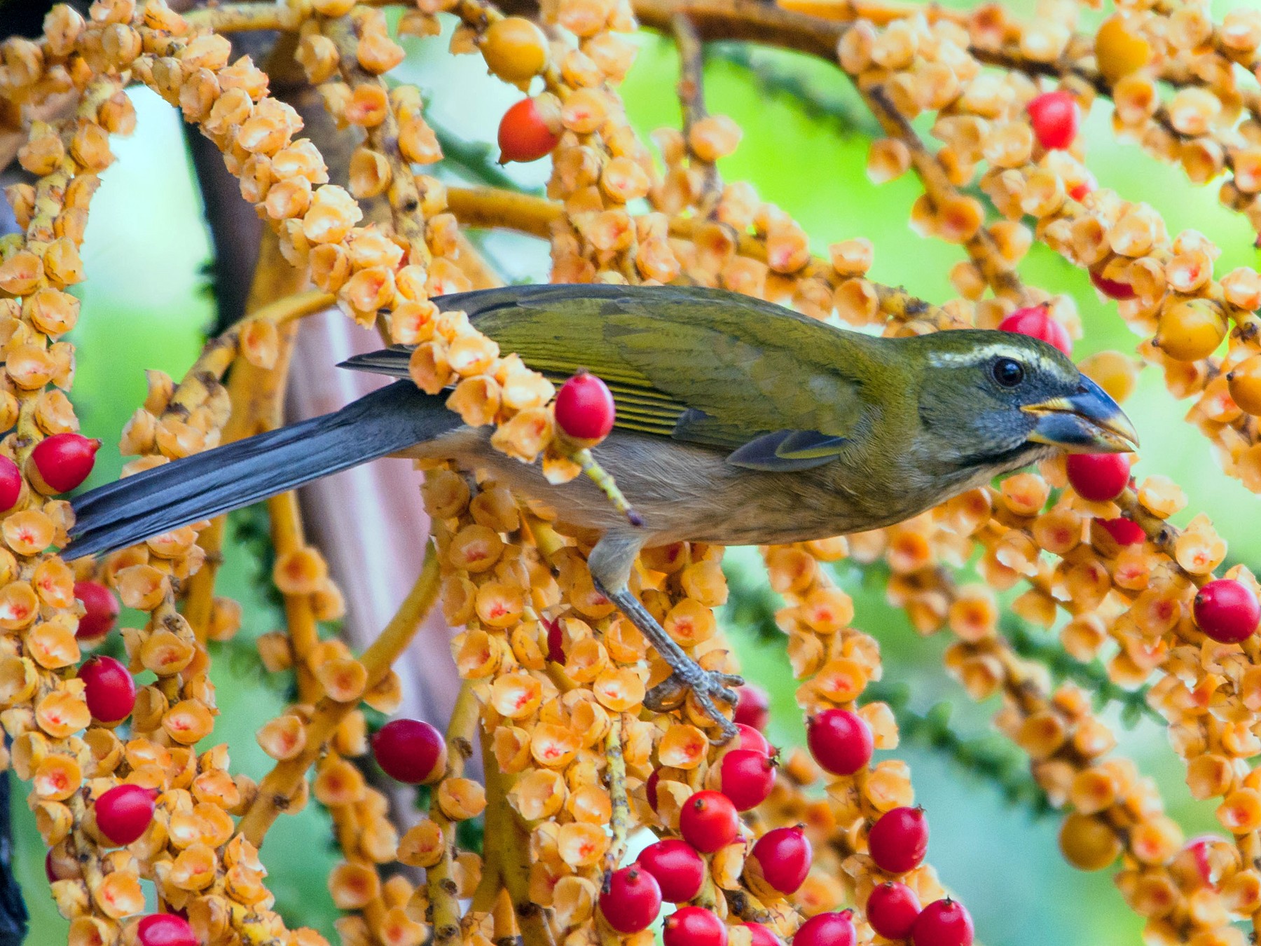 Lesser Antillean Saltator - eBird