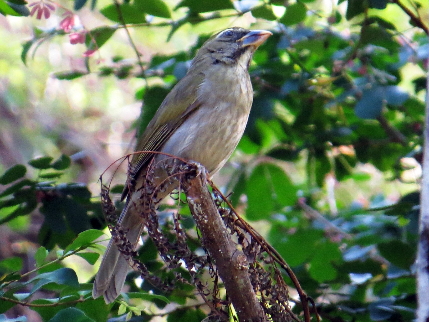 Lesser Antillean Saltator - eBird