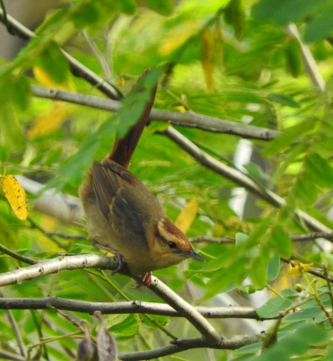 Buff-banded Bushbird - Cincloramphus bivittatus - Birds of the World