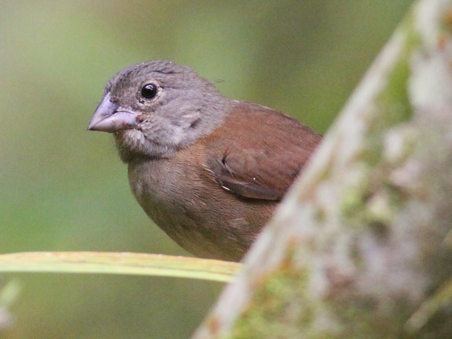 St. Lucia Black Finch - eBird