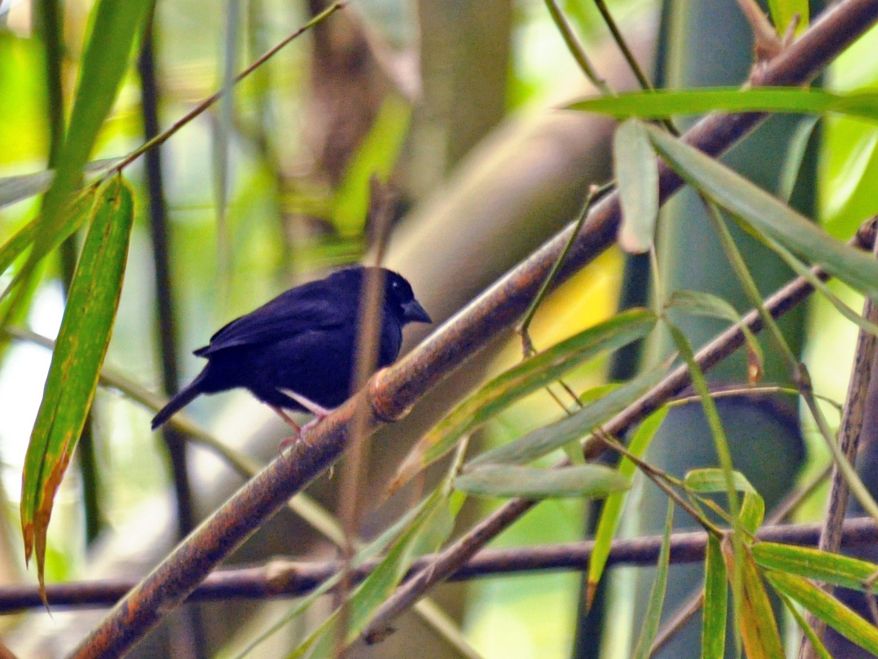 St. Lucia Black Finch - eBird