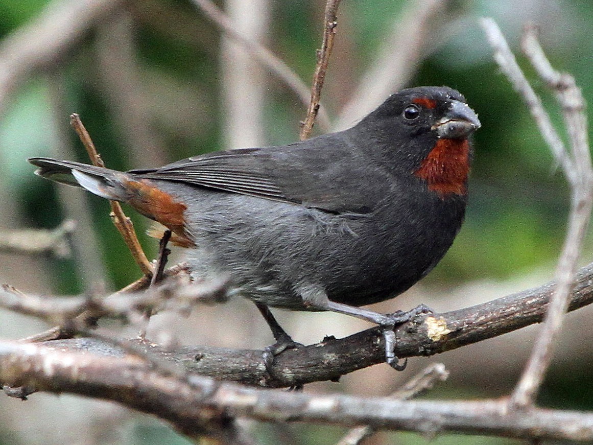 Lesser Antillean Bullfinch - eBird
