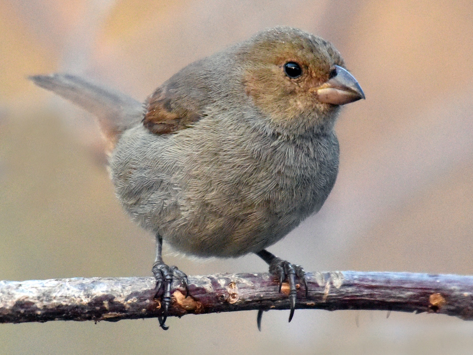 Lesser Antillean Bullfinch - eBird
