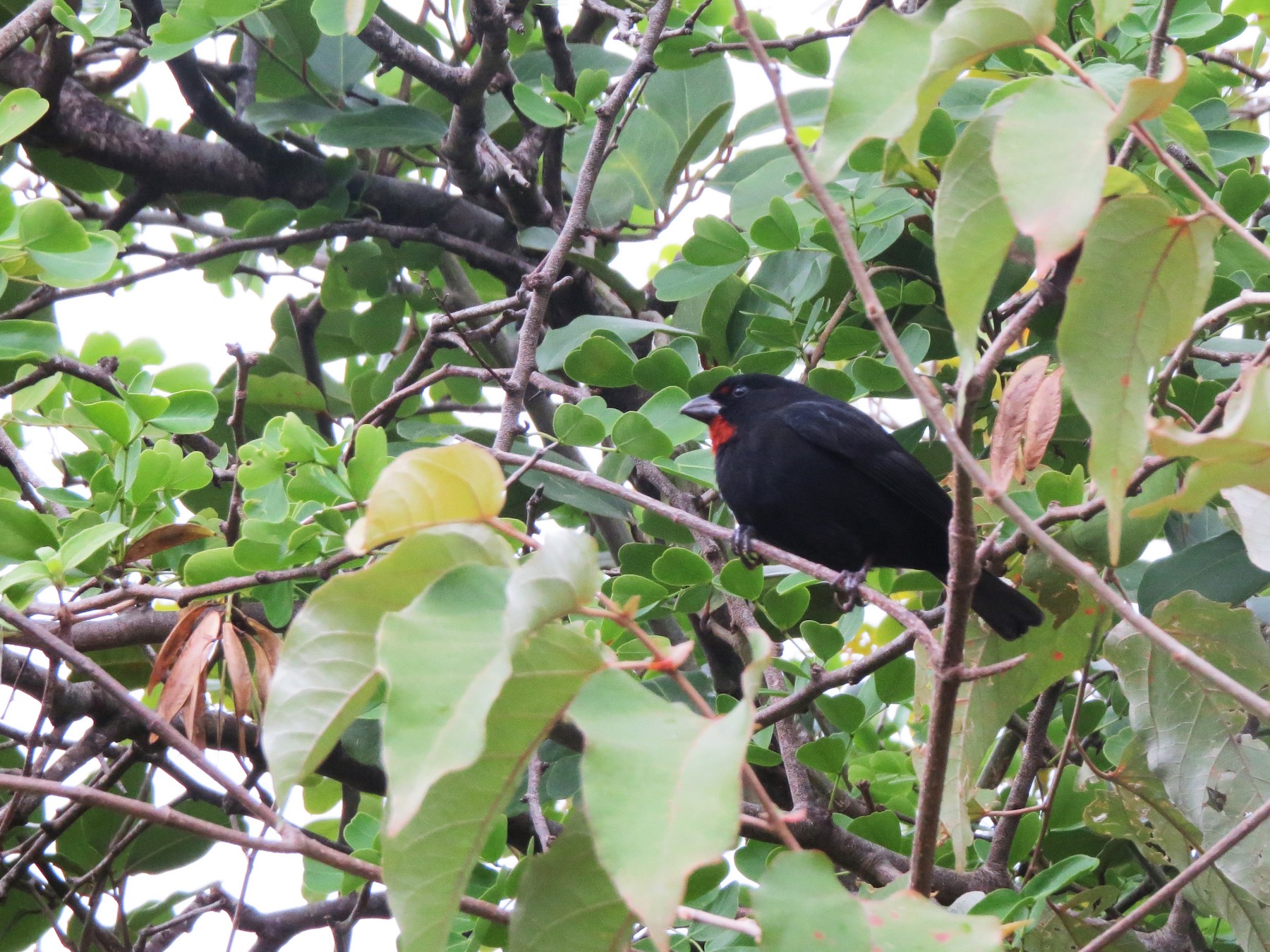Lesser Antillean Bullfinch - eBird